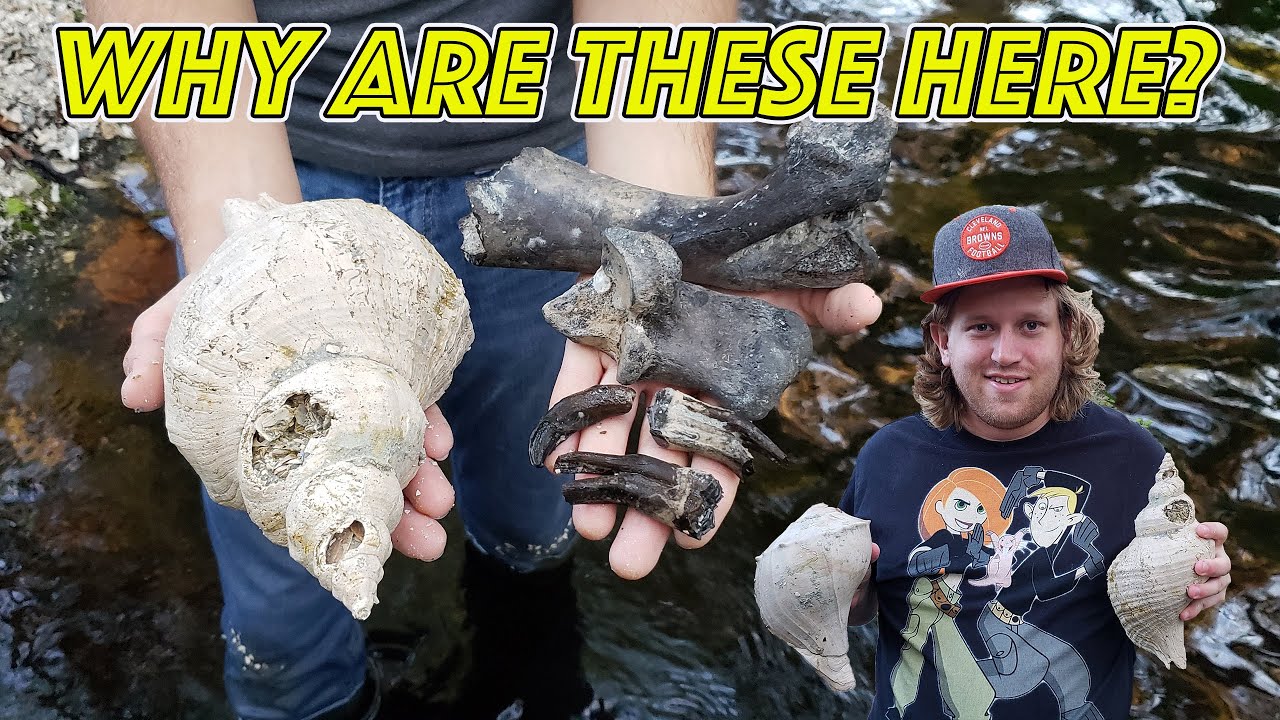 Found Fossil Seashells In The Middle Of A Florida Swamp / Fossil ...