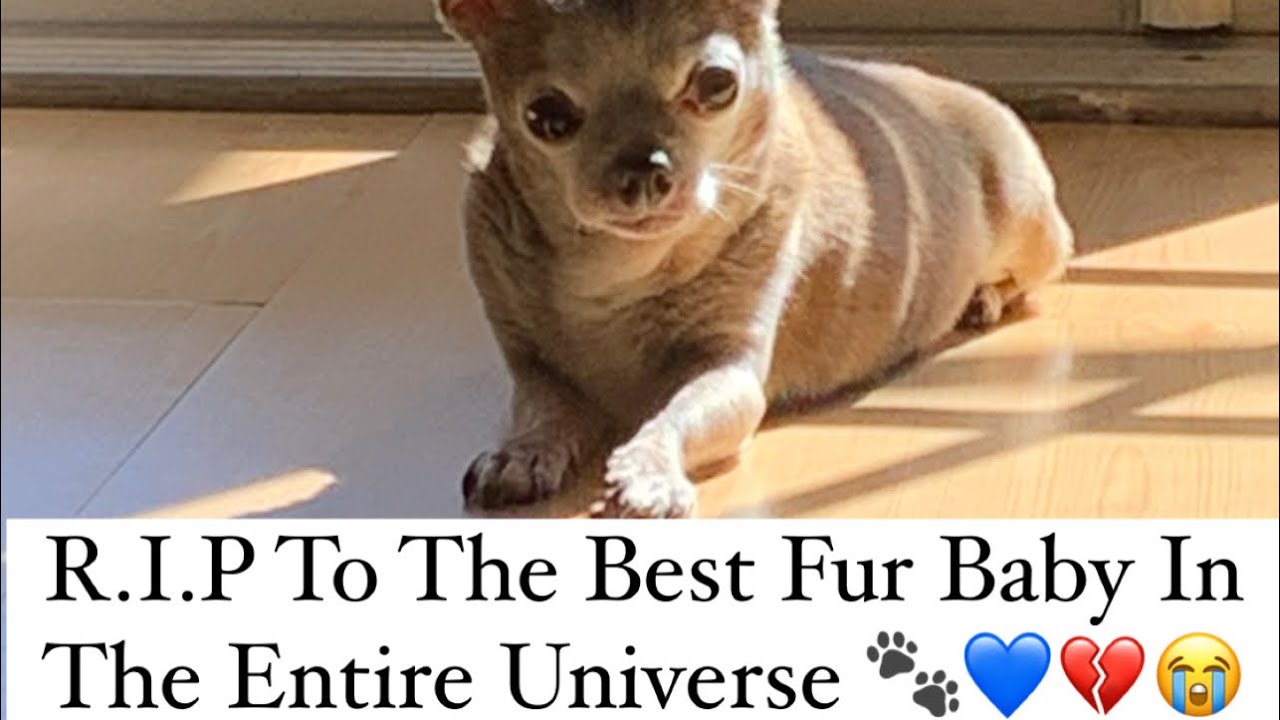 R.I.P To The Best Fur Baby In The Entire Universe .. 🐾💙💔😭 - YouTube