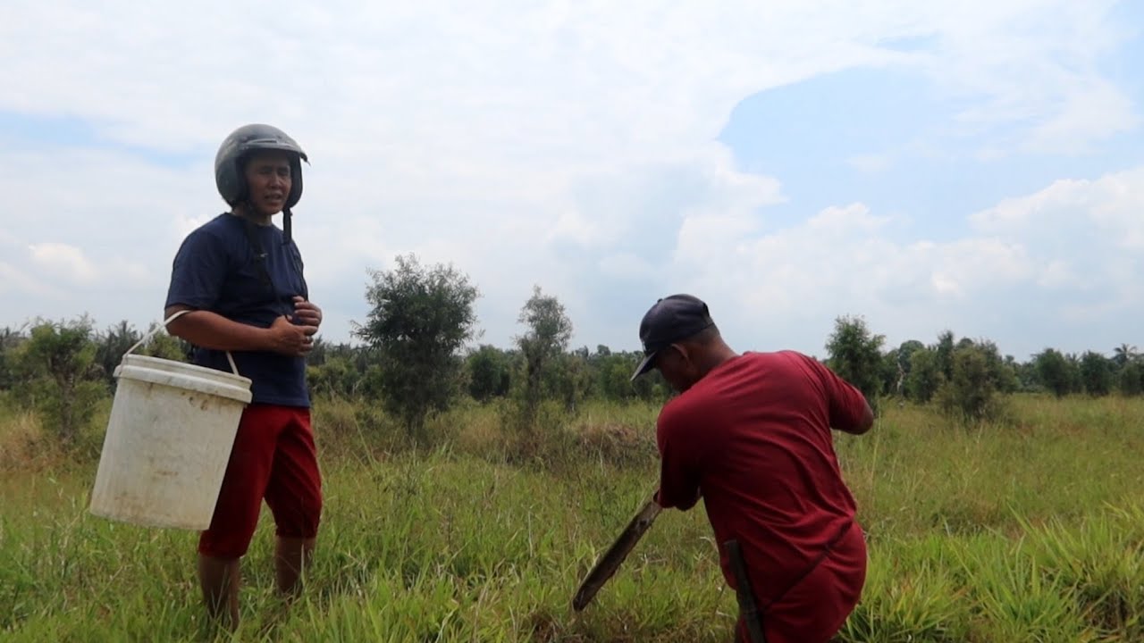 Berburu KEPITING RAWA di saat KEMARAU PANJANG - YouTube