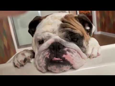 Reuben the Bulldog: Saturday Stuff - YouTube
