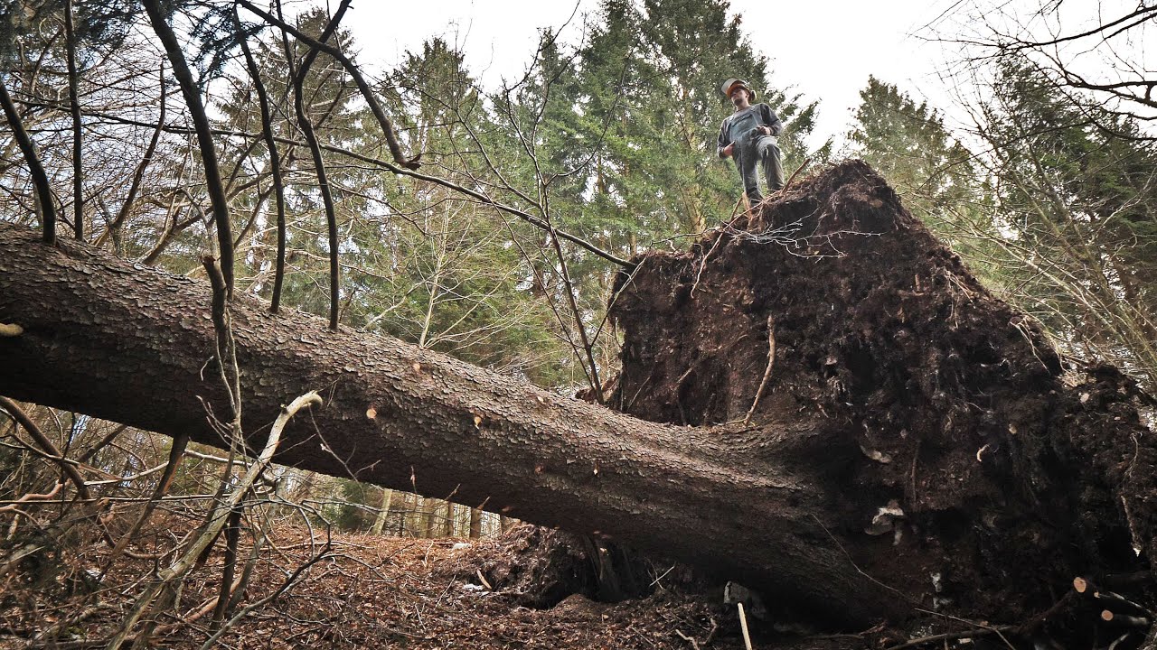 The BIGGEST TREE I've Ever Cut / 150 Years Old Spruce / Future Log ...