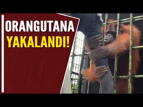 GENCİ YAKALAYIP KAFESE ÇEKTİ!