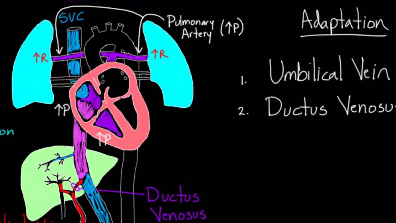 Fetal Circulation Right Before Birth Youtube