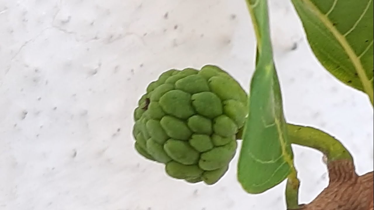 Small custard apple tree 🌳 with flowers and fruits - YouTube