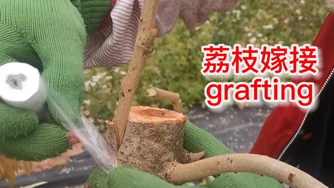 荔枝嫁接的詳細操作過程，1分鐘教你學會如何嫁接果樹 Lychee grafting detailed operation process ...