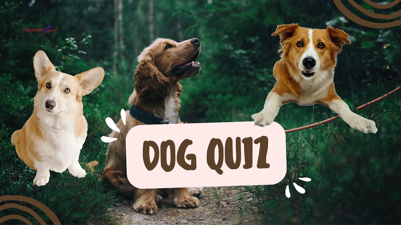 Dog Quiz | How Much Do You Know About Dogs? | Dog Breeds Test - YouTube