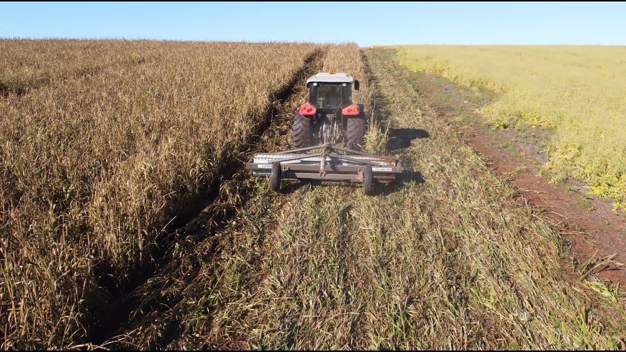 Rolo Faca 4 metros sendo utilzado no milheto dessecado. - YouTube