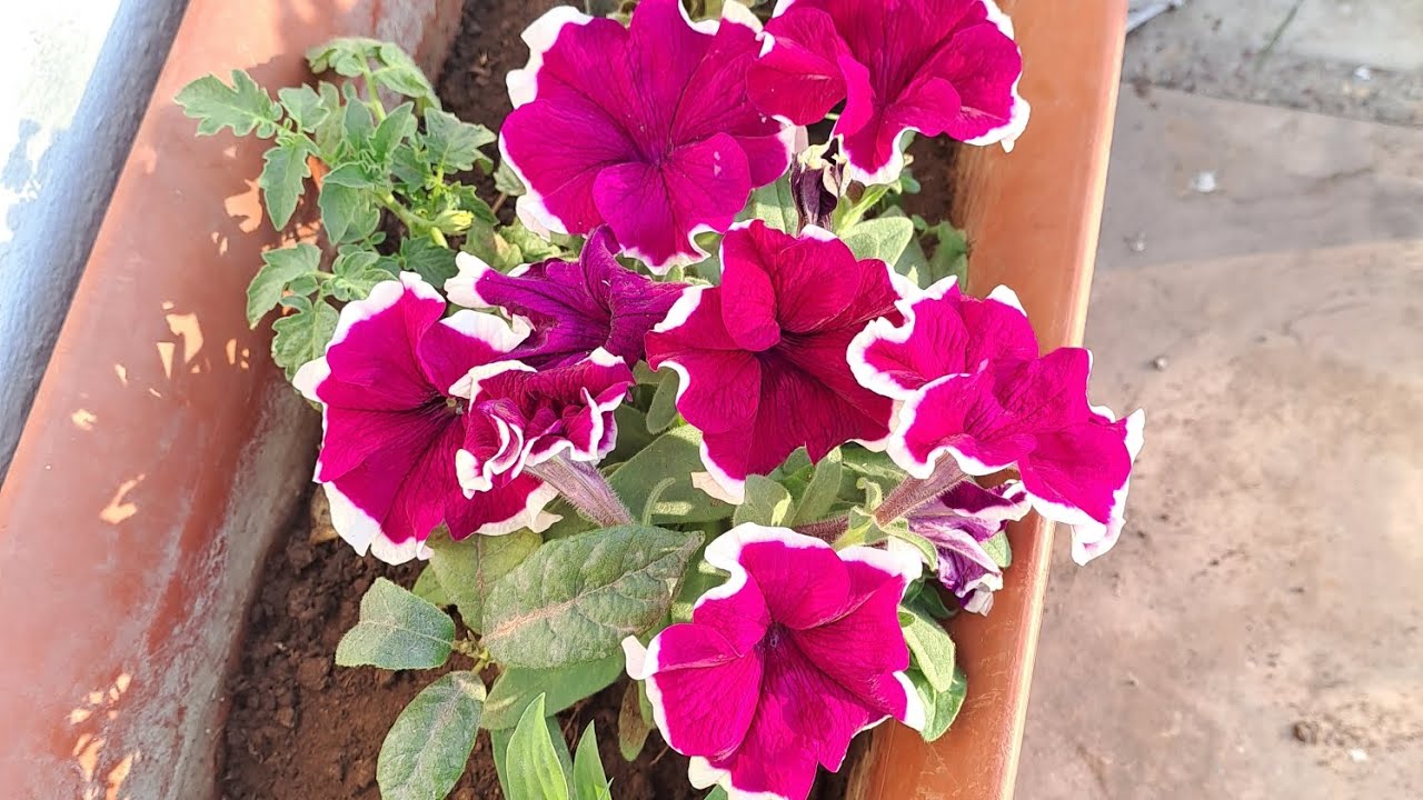 Beautiful Petunia flowers / Two colors of Petunia flowers 💐 - YouTube