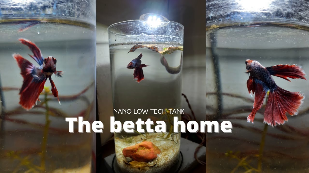 The betta home 1 month update | #bettaindonesia #bettathailand # ...