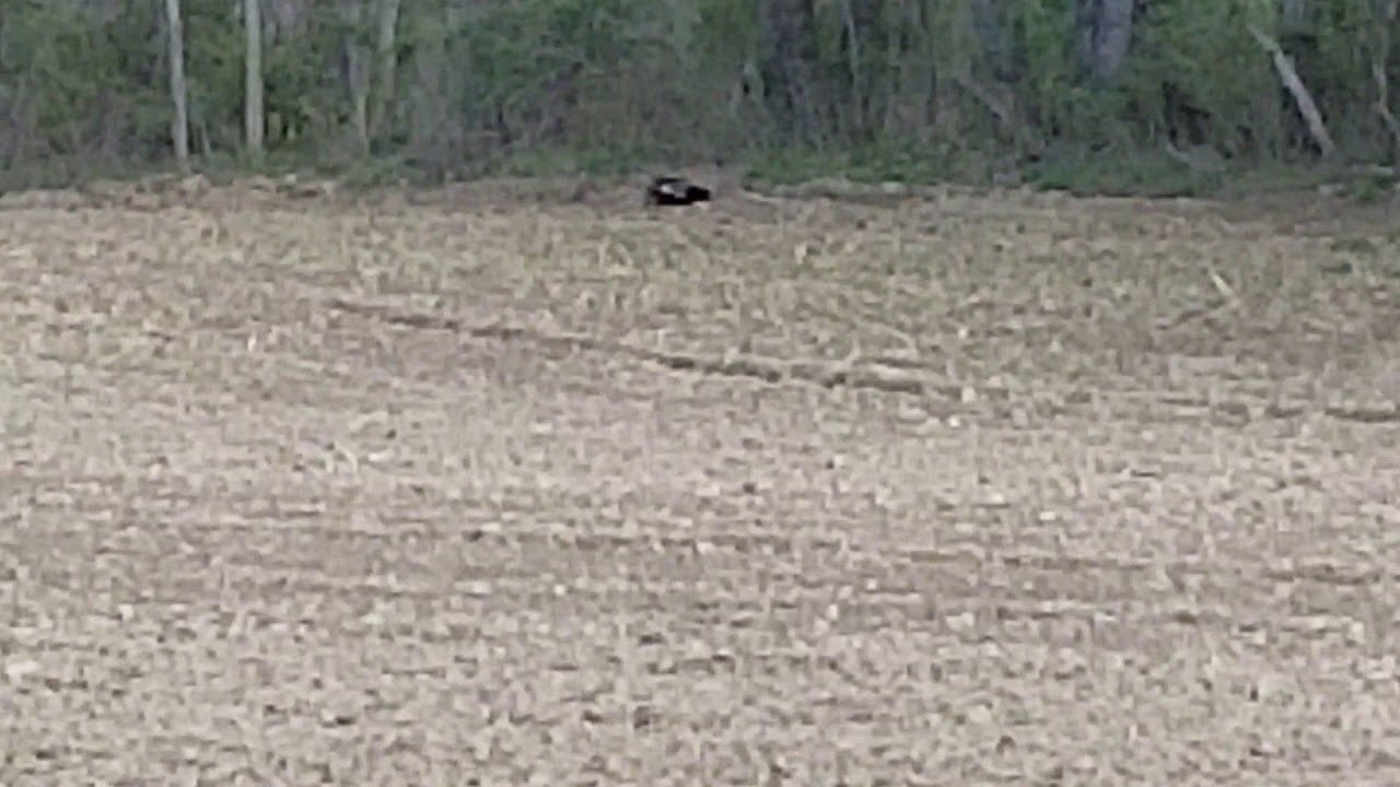 Wild Turkey Dust Bath 🦃 - YouTube