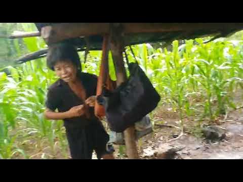 hnub no niam pog wb mu saib teb pob kws duas os - YouTube