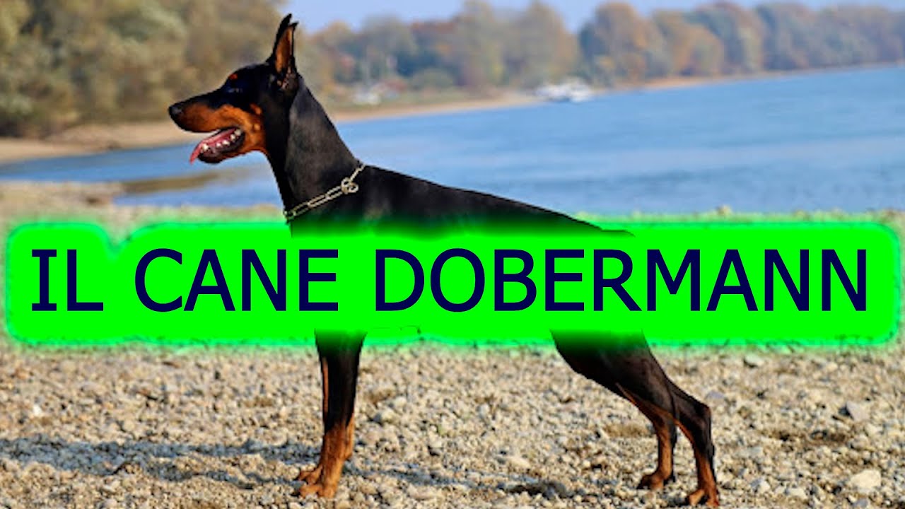 IL CANE DOBERMANN - YouTube