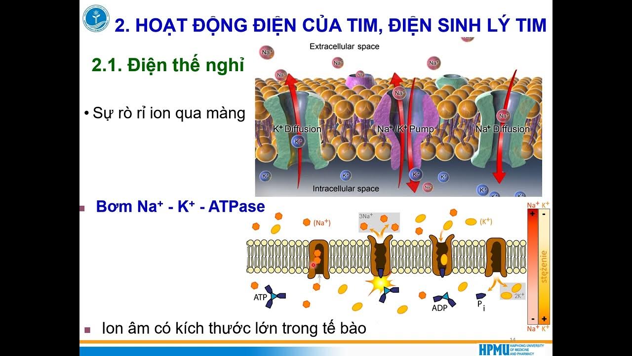 MODULE TIM MẠCH-HỆ PHÁT VÀ DẪN TRUYỀN TỰ ĐỘNG CỦA TIM-MP4-D.T.HONG - YouTube