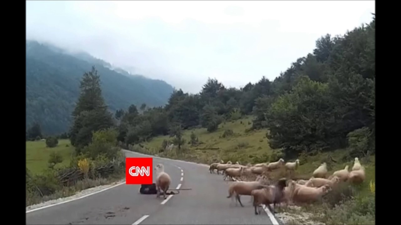 sheep herd hitting cnn, fallen and can't get up #CNNblackmail - YouTube