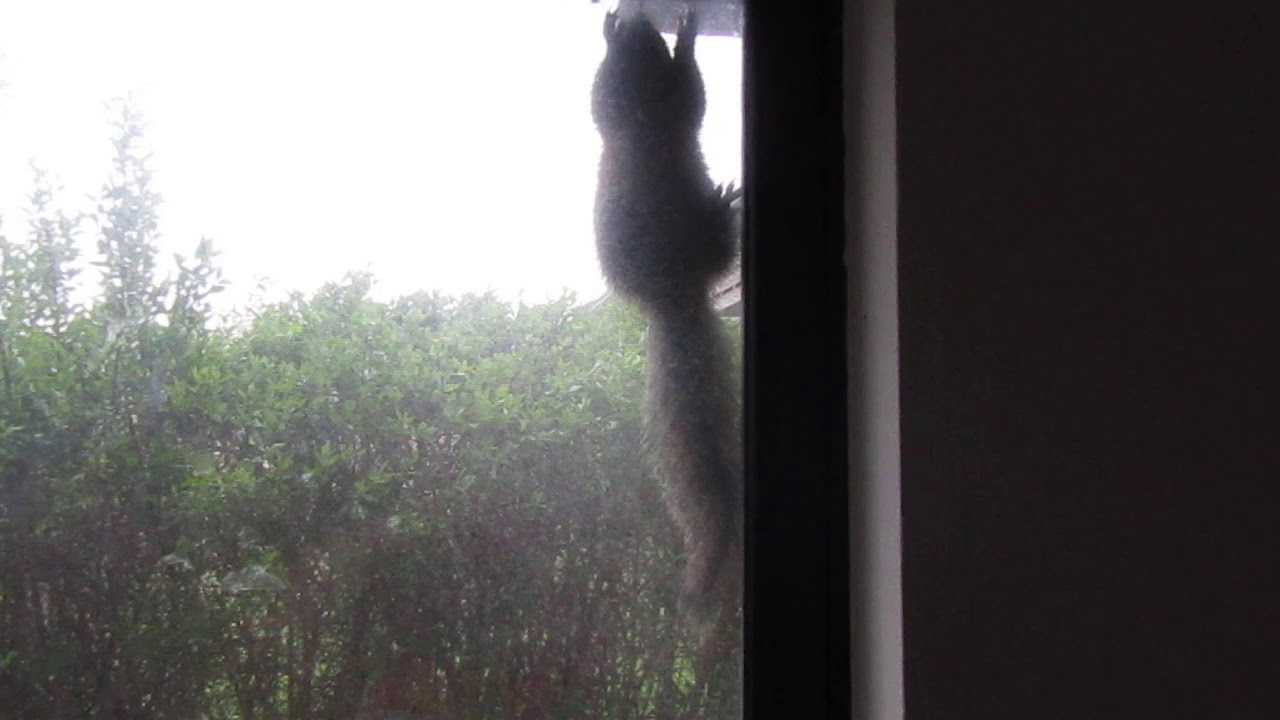 The Squirrel on my screen door - YouTube
