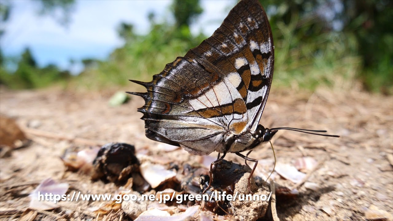 ジュピターフタオチョウ Polyura jupiter - YouTube
