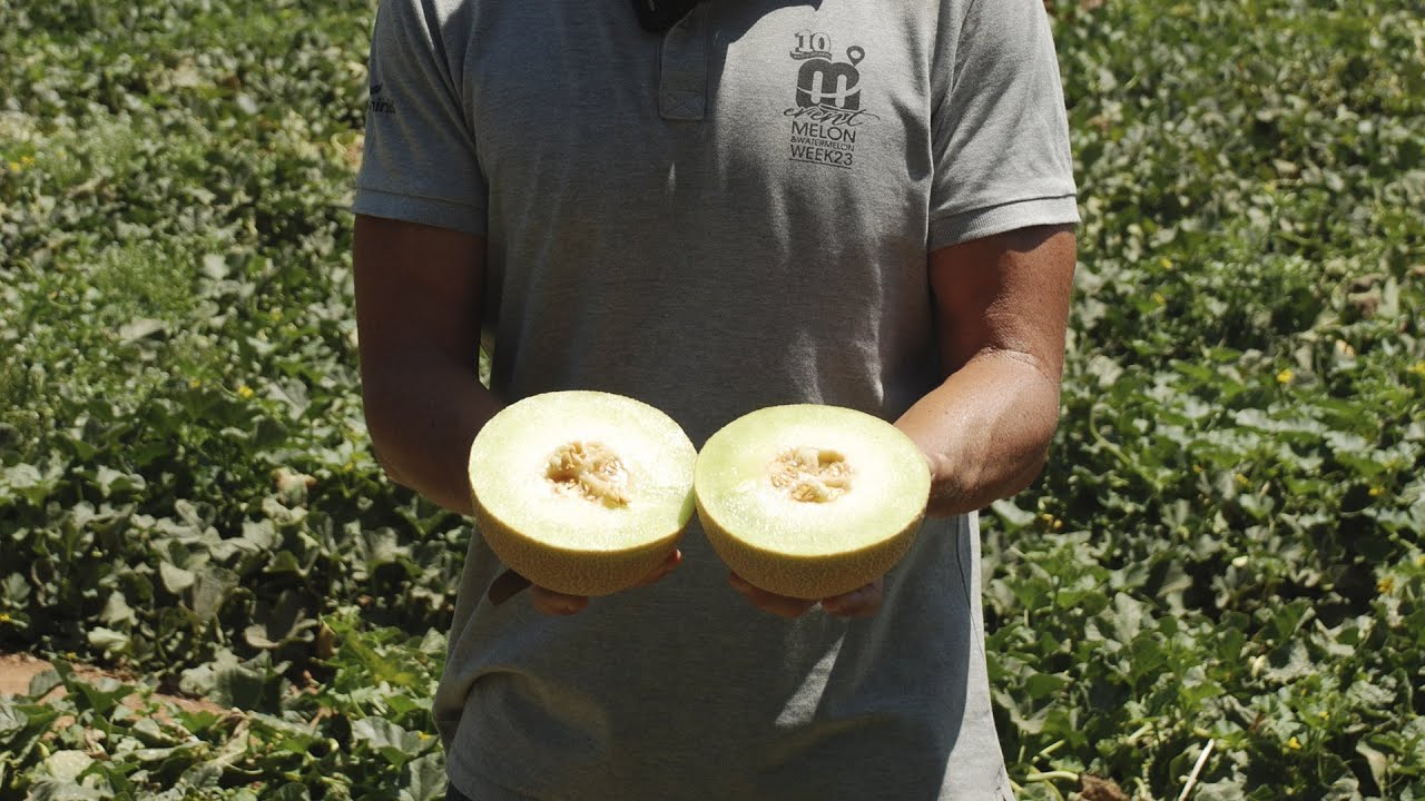 GALSUN, la nueva variedad de Galia para segmento extratemprano - Bayer ...