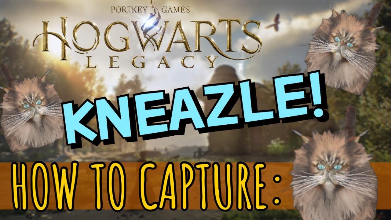 ⚡Where to Find and Capture the Kneazle in Hogwarts Legacy⚡ - YouTube