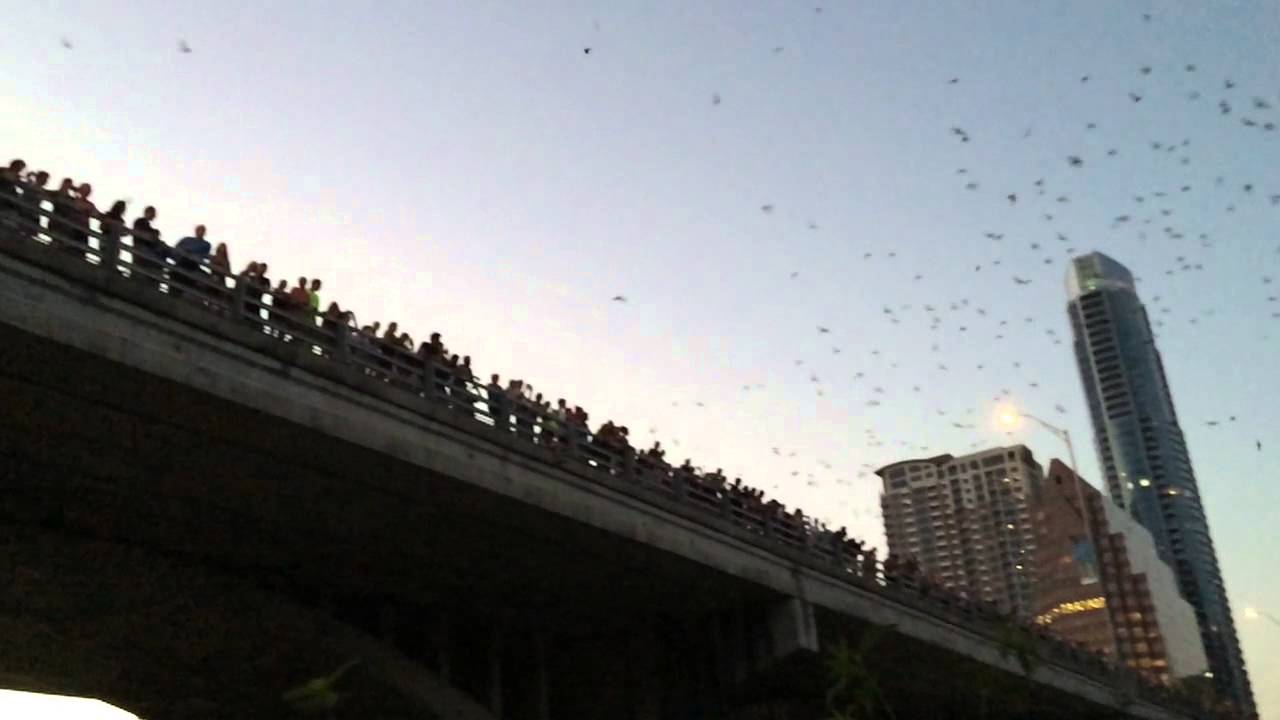 Austin Bat Bridge - YouTube