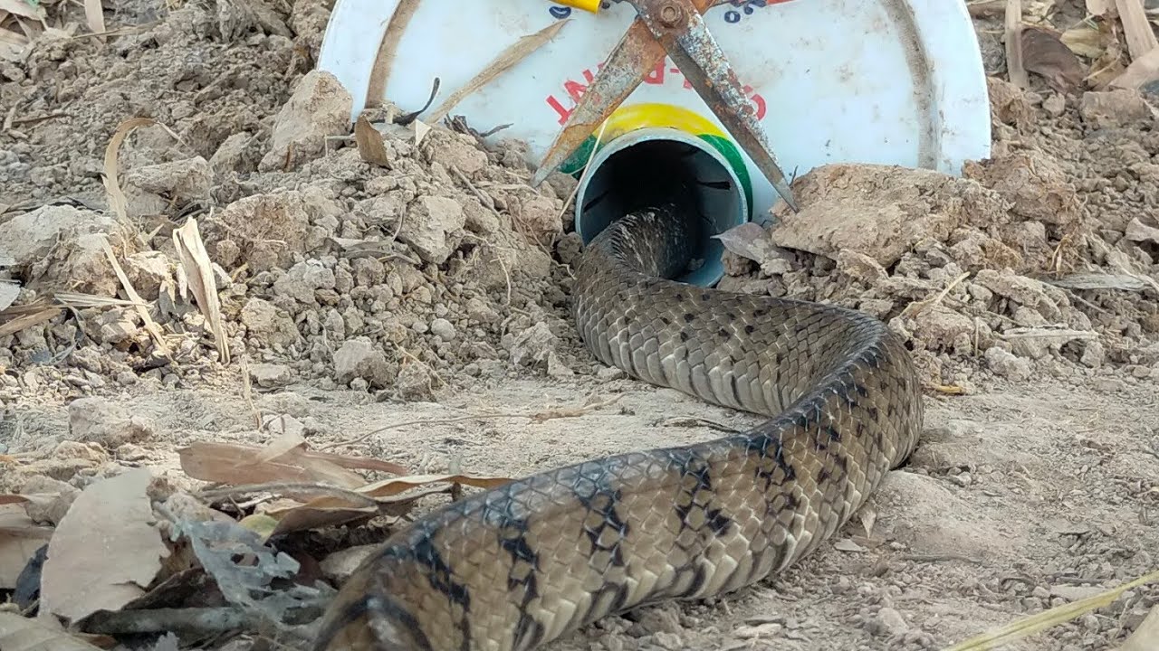 Use custom metal box cages to build amazing wild snake traps - YouTube