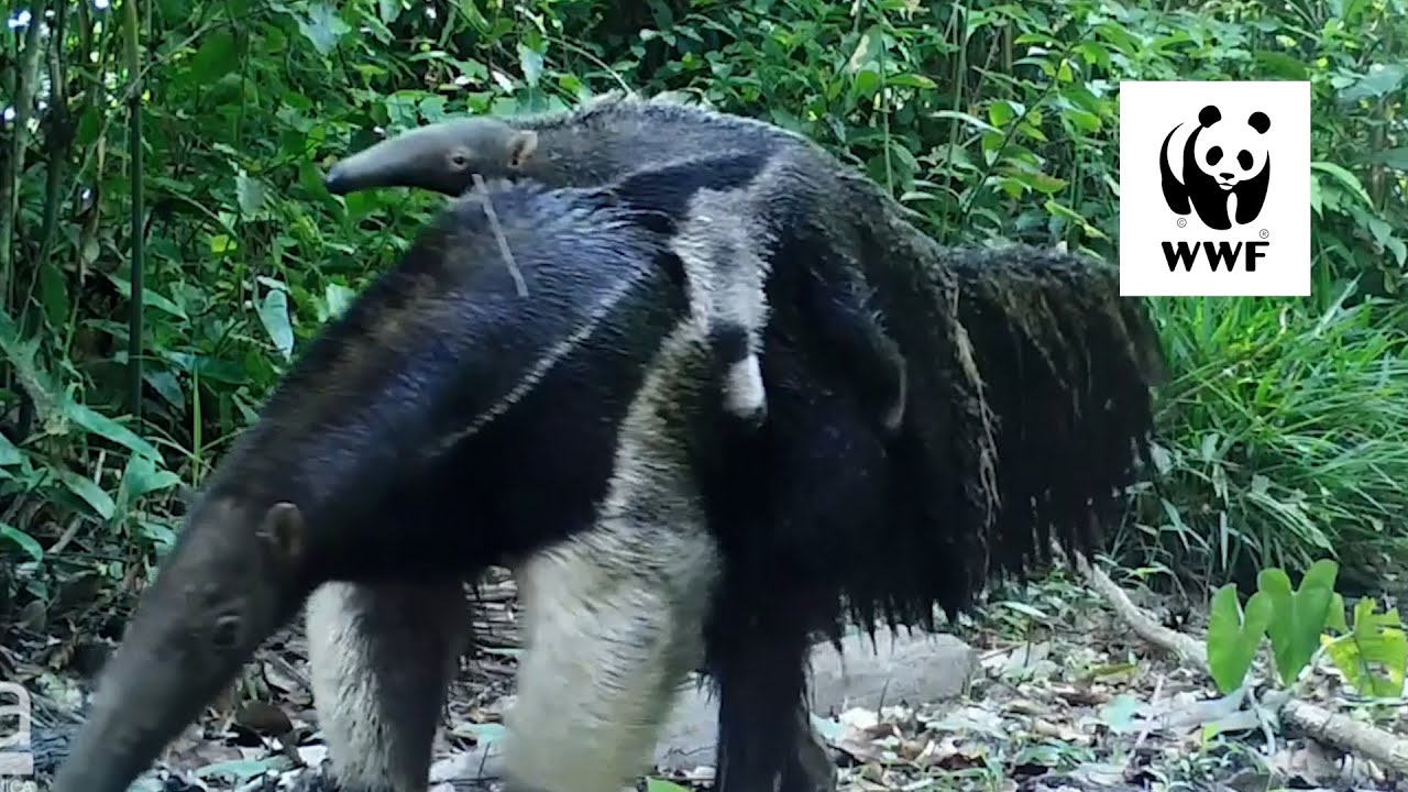 Madre y su cría de oso bandera (Myrmecophaga tridactyla) | WWF Bolivia ...