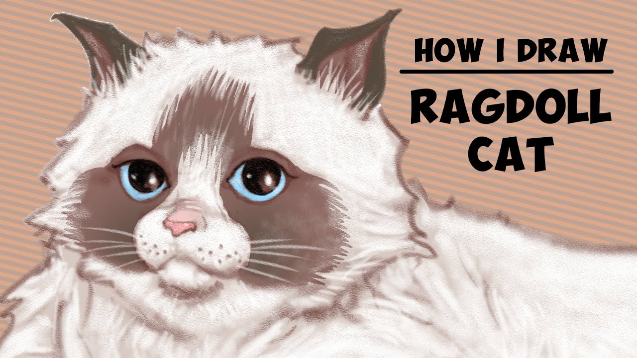 HOW I DRAW CATS: Ragdoll Cat. Time-lapse drawing using Clip Studio ...