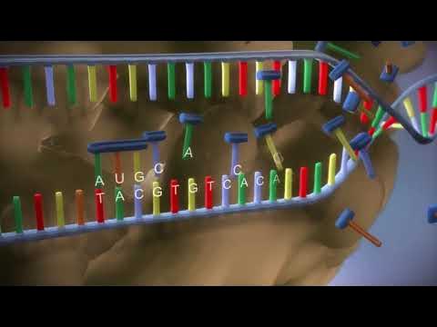 DNA transcription video - YouTube
