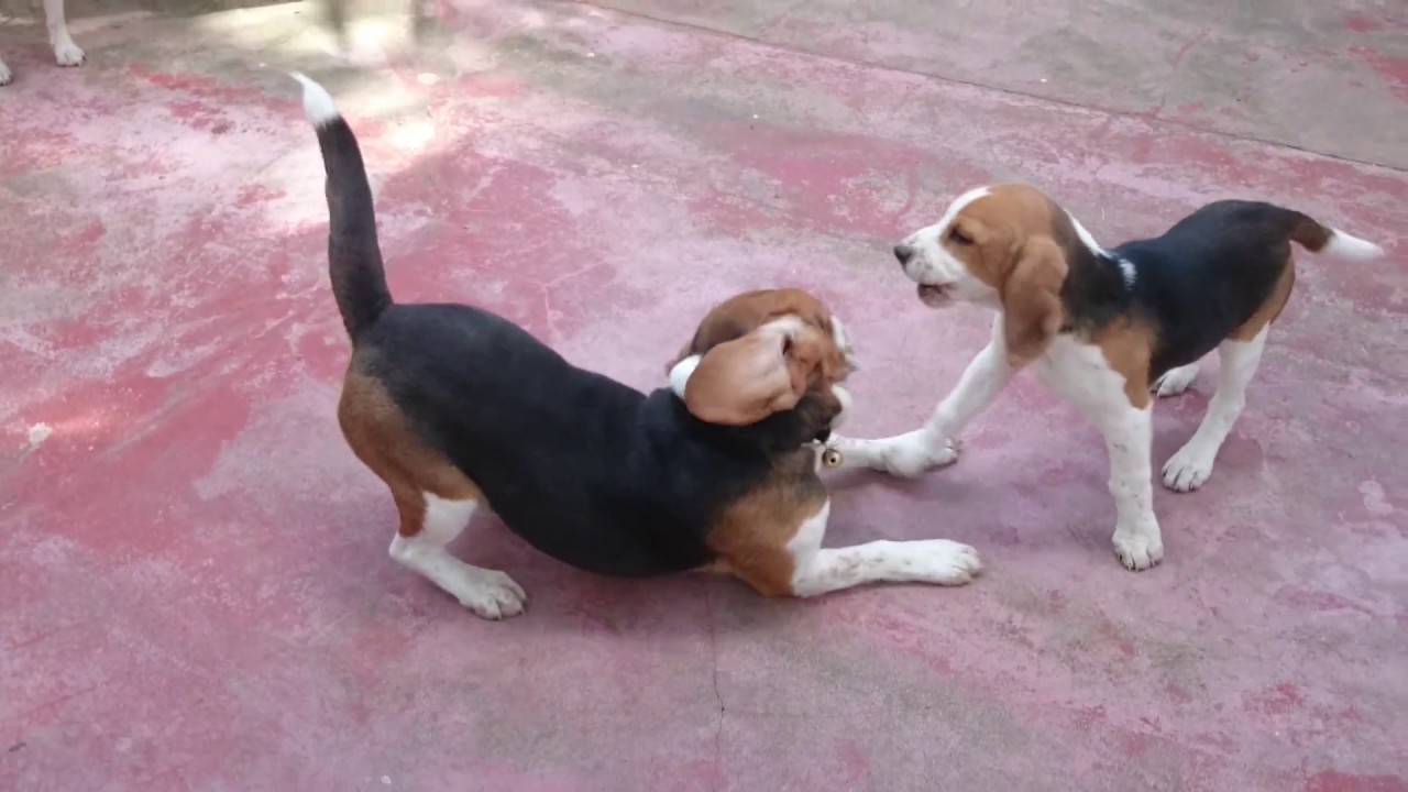 Are Beagles Playing Or Fighting