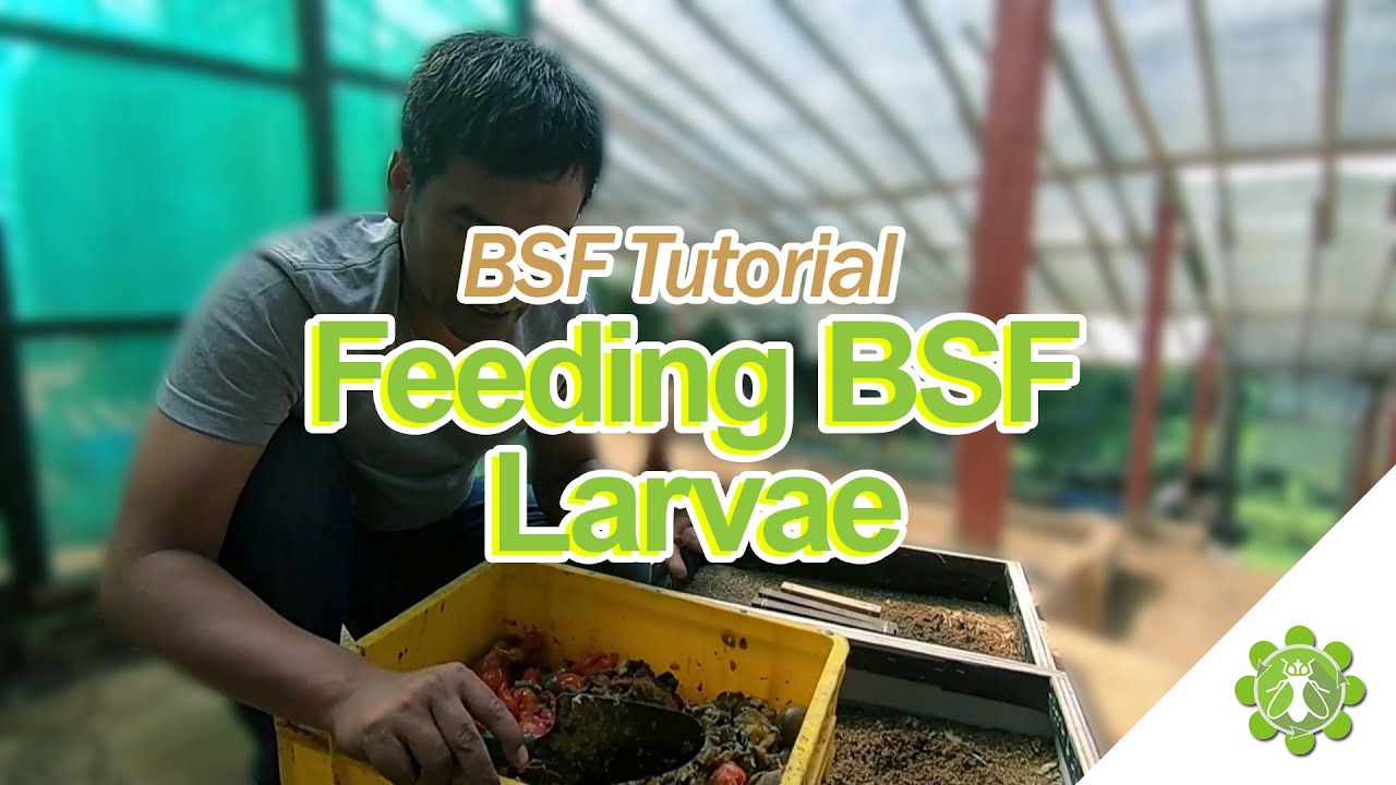 Some Tips to Feeding BSF Larvae - YouTube