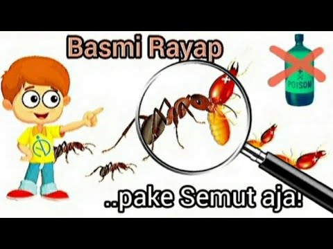Cara Membasmi Rayap dengan Semut - YouTube