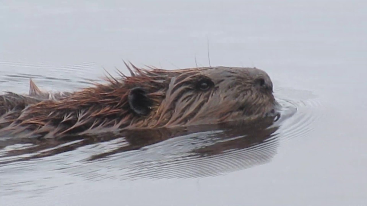 Beaver Beauty 1 - YouTube