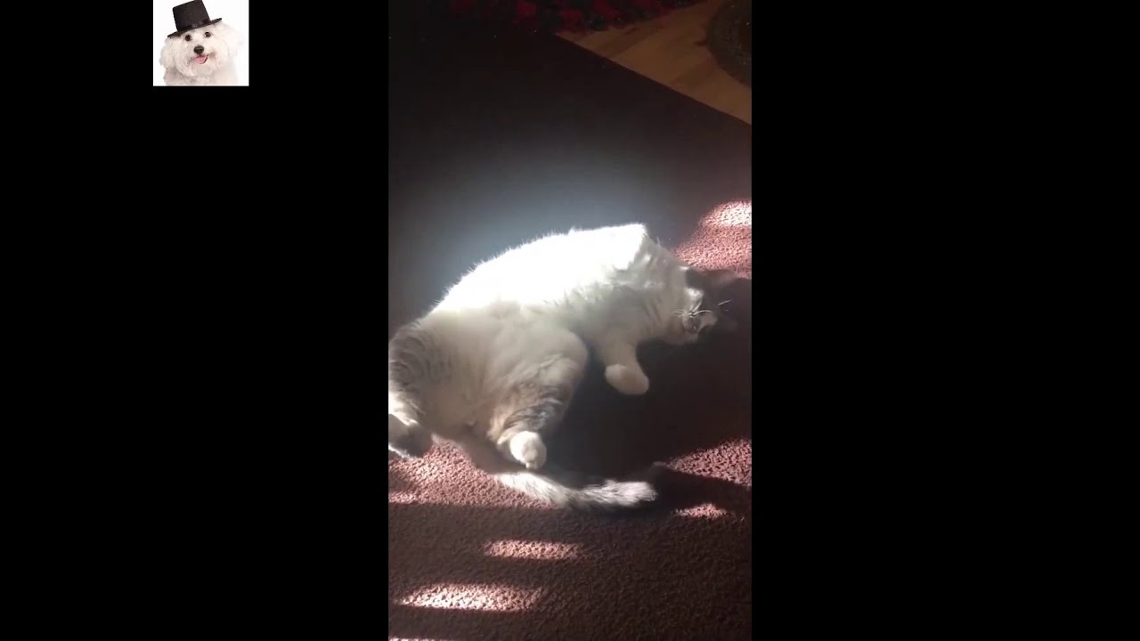 Funny cat - Happy Cat - Happy Cats - Happy - Pet - Funny Cat Moment ...