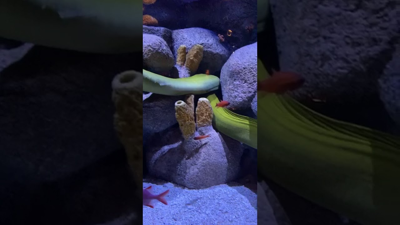 Two headed snake or eel - YouTube