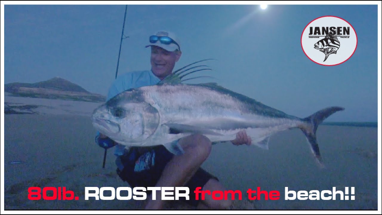 My biggest roosterfish from the beach!! - YouTube