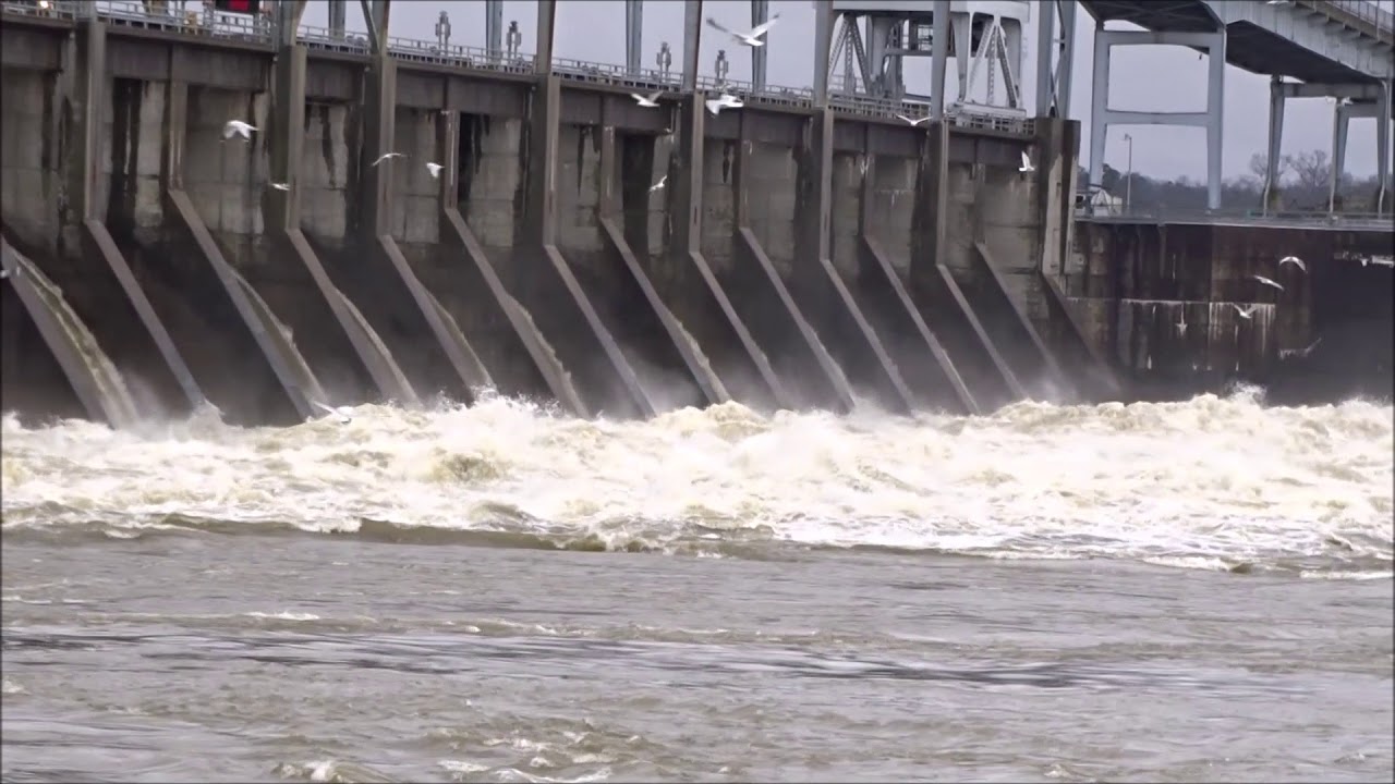 Pickwick Dam Gulls during flooding February 17, 2018 HD - YouTube