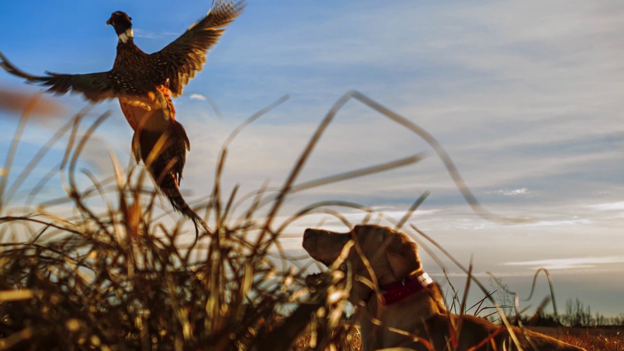 Pheasant Hunting Wallpaper