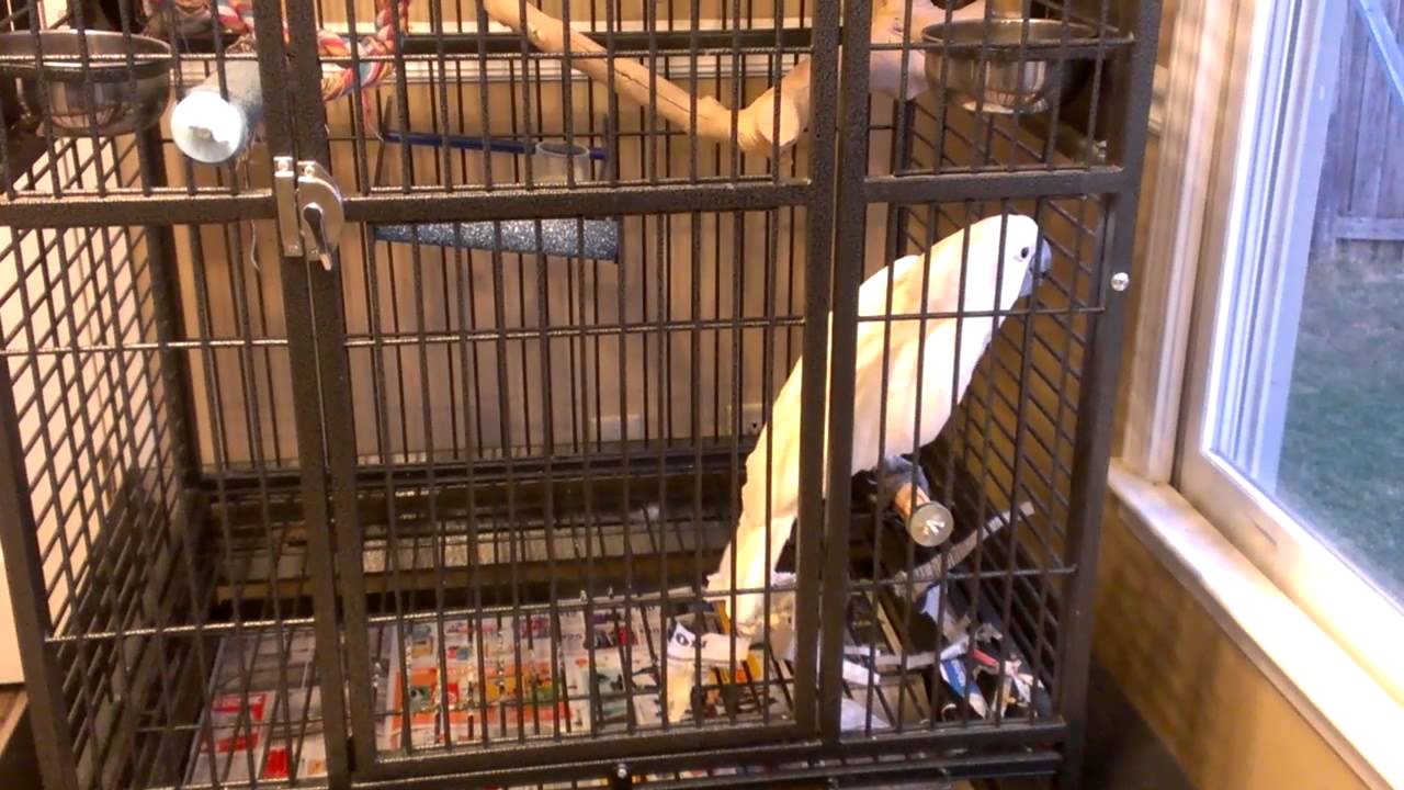 Zoey the Cockatoo Cursing like a Sailor! - YouTube