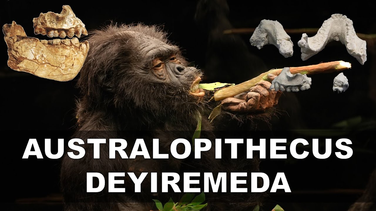 Australopithecus Deyiremeda | The Most Recent Australopithecus Species ...