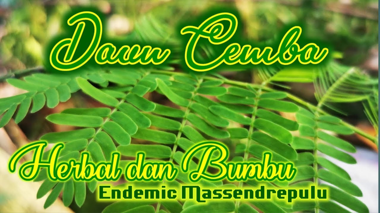 CEMBA || TUMBUHAN ENDEMIC DURI ENDREKANG MASPUL || Bahan Utama Dalam ...
