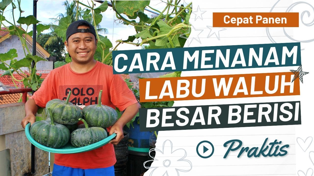 Cara Menanam Labu Di Pot Agar Berhasil Berbuah | How To Grow Pumpkin ...