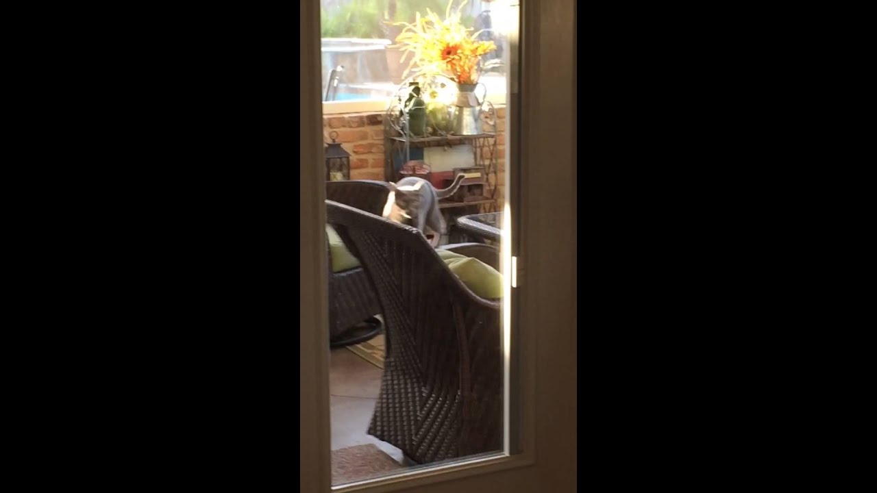 Cat Spins in Swivel Chair - YouTube
