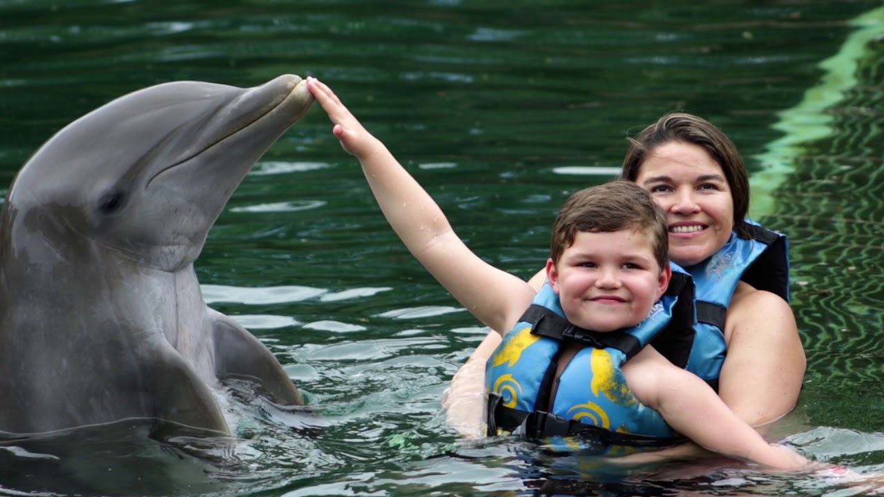 Have You Visited Dolphin Discovery in Riviera Maya? - YouTube