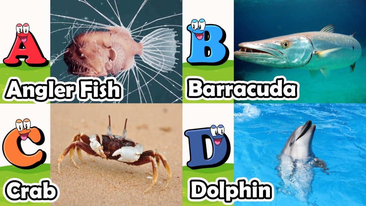 ABC Sea Animals song | Learn Alphabets | English and Animals for Kids ...