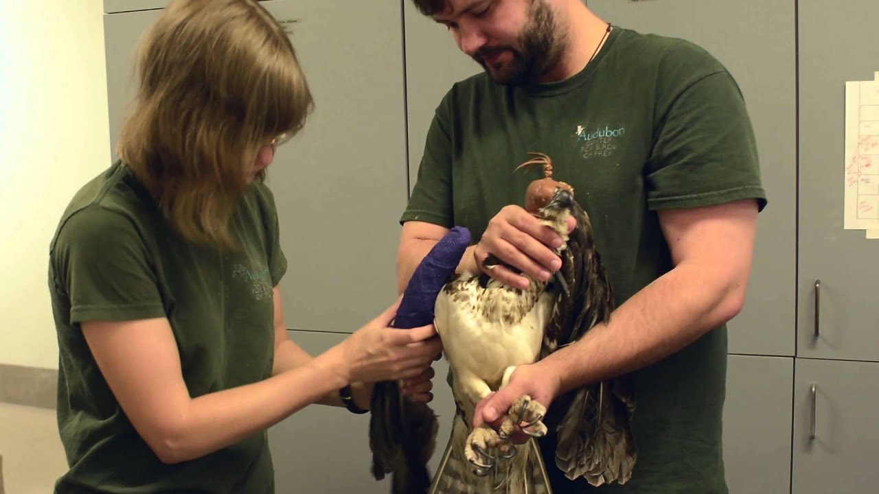 35 Years of Raptor Rehabilitation - YouTube