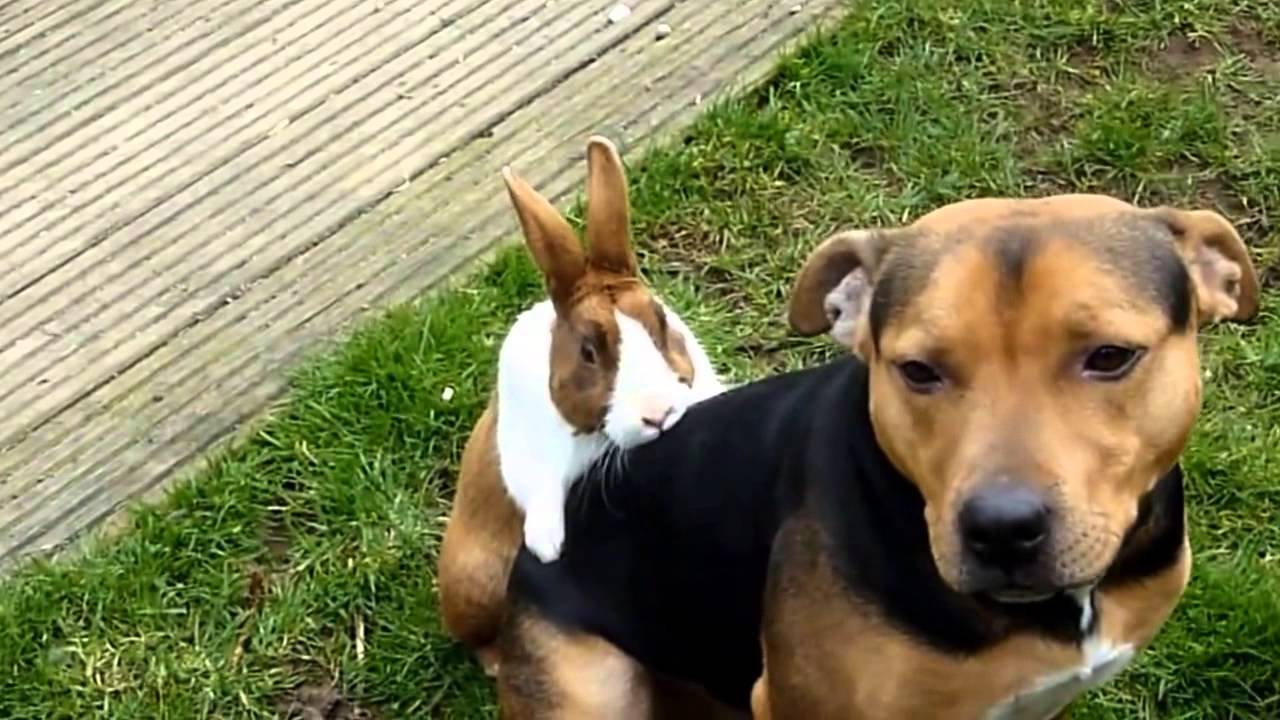FUNNY Rabbit Shagging a Dog in Garden - YouTube
