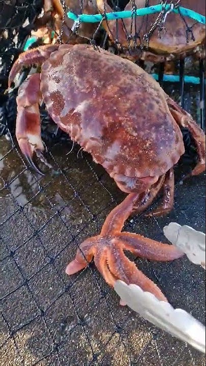 Hello Mr Crab🦀 Caughting Crabs #shorts - YouTube