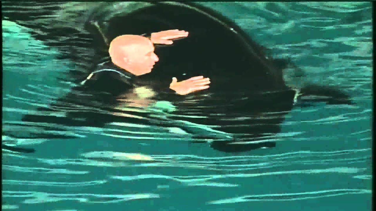 NEAR DEATH AT SEAWORLD Ballena Orca Ataca a Entrenador - YouTube