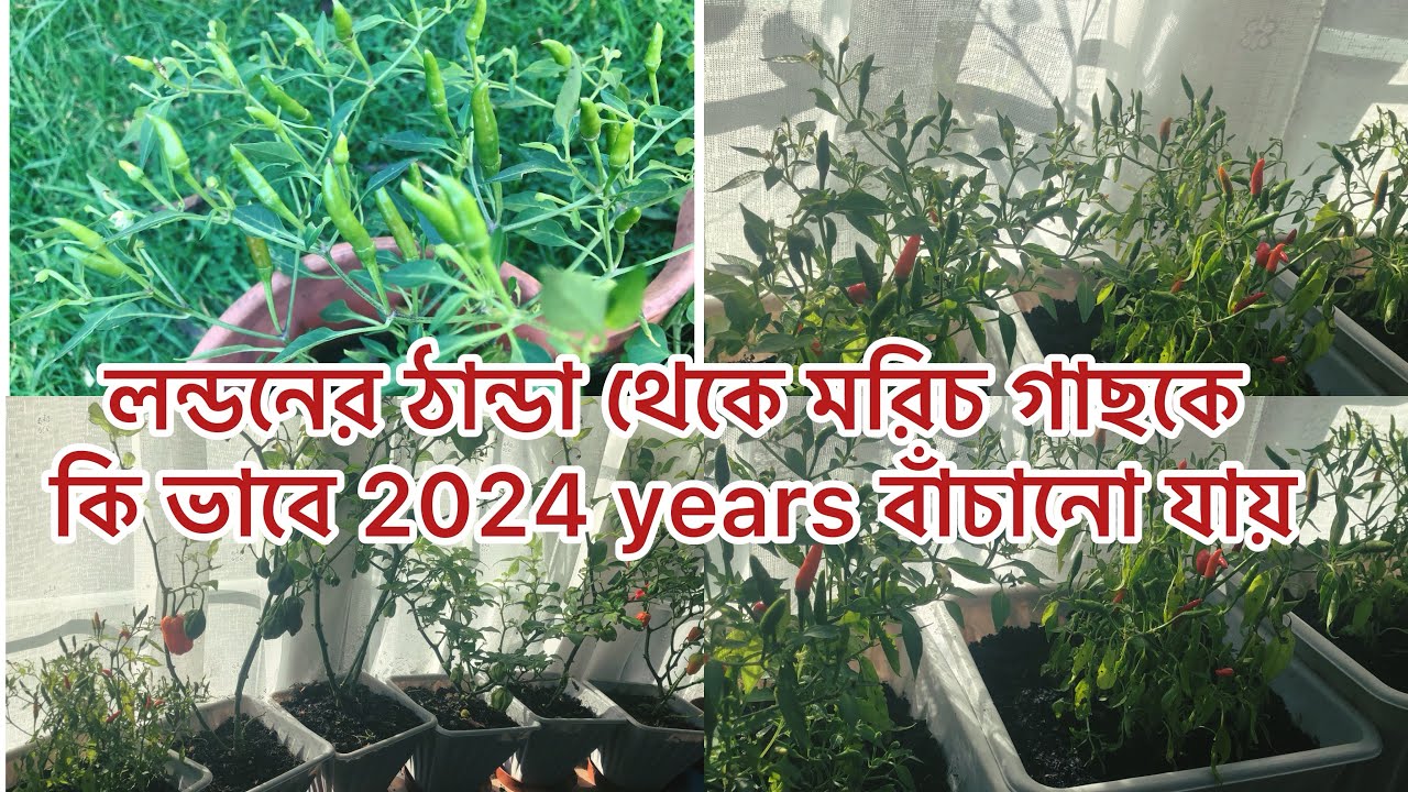 SHOCKER BAGAN/HOW TO TAKE CARE OVERWINTER CHILLI PLANTS /2023-24 বছরের ...