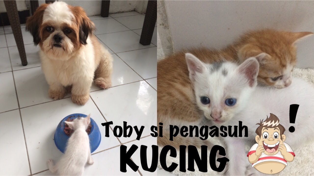 TOBY SI PENGASUH KUCING 🐶🐱🤗 - YouTube