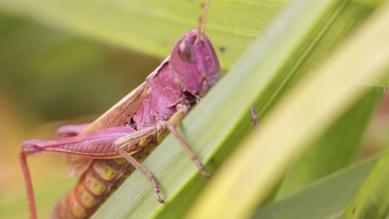 Różowy konik polny (Pink grashopper) - YouTube